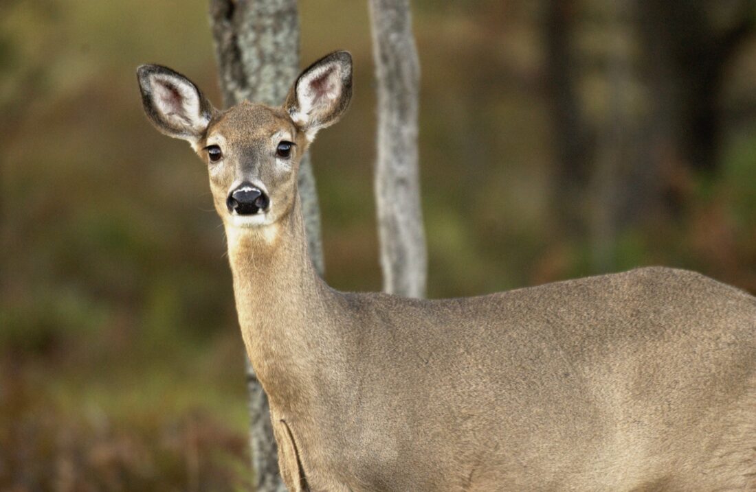 DNR offers deer season tallies | News, Sports, Jobs - The Mining Journal